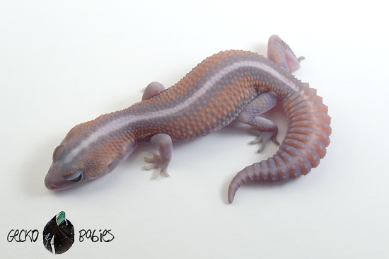 SALE! Striped Ghost Patternless *PET ONLY* African Fat-Tailed Gecko by ...