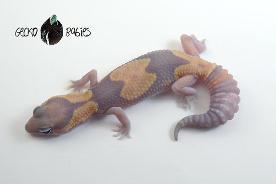 Ghost 100% Het Patternless African Fat-Tailed Gecko by Gecko Babies