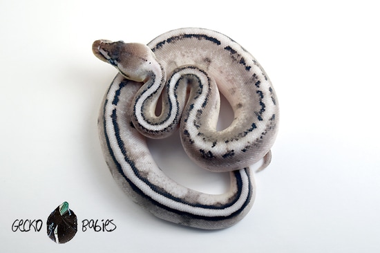 Axanthic Pastel Genetic Stripe (VPI) Ball Python by Gecko Babies