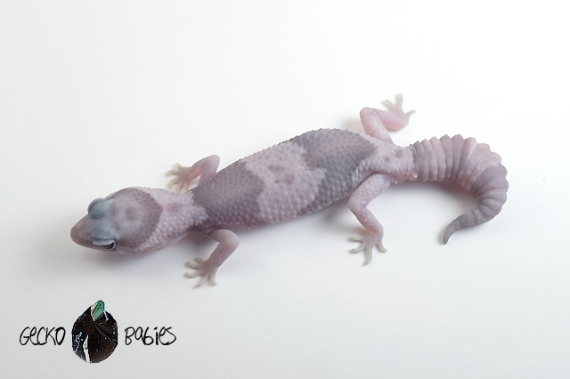 SALE! Ghost Oreo 66% Double Het Patternless X Zulu African Fat-Tailed ...