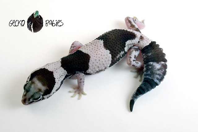 SALE! Oreo 100% Double Het Caramel X Patternless African Fat-Tailed ...