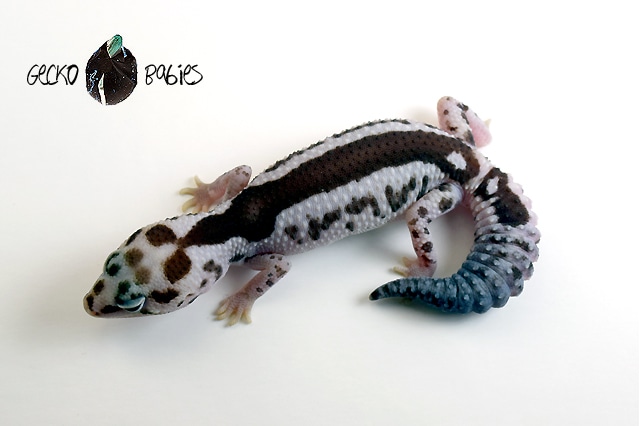 SALE! White Out Oreo Zulu 100% Het Caramel African Fat-Tailed Gecko by ...