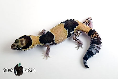 Normal 50% Het Caramel X Ghost X Oreo X Patternless X Zulu African Fat ...