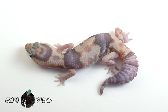 White Out Ghost 100% Het Patternless African Fat-Tailed Gecko by Gecko ...