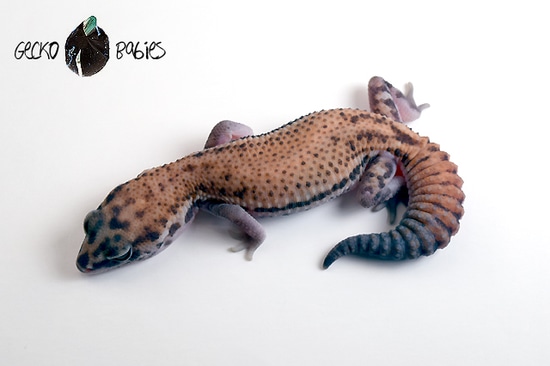 SALE! Patternless 100% Double Het Ghost X Oreo African Fat-Tailed Gecko ...