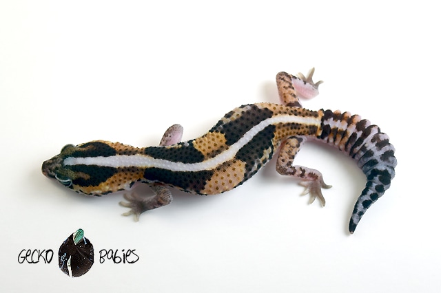 SALE! Striped Normal 66% Double Het Albino (Amel) X Patternless African ...