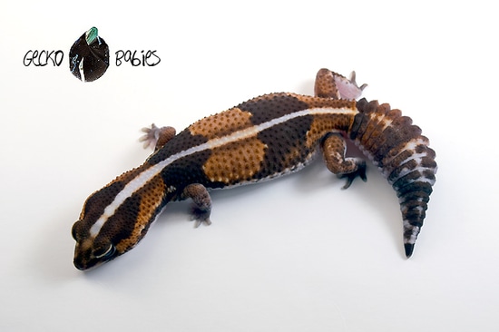 Striped Normal 100% Het Patternless *READY TO BREED* African Fat-Tailed ...