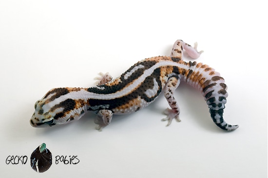SALE! White Out Zero 66% Triple Het Ghost X Oreo X Patternless African ...