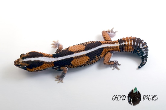 SALE! Striped Normal 100% Double Het Ghost X Patternless *SHORT TAIL ...