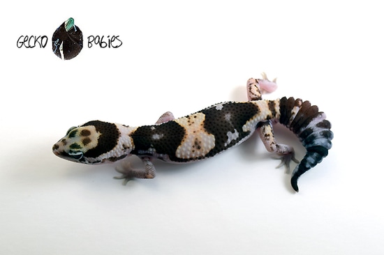 Normal 100% Triple Het Ghost X Oreo X Patternless African Fat-Tailed ...