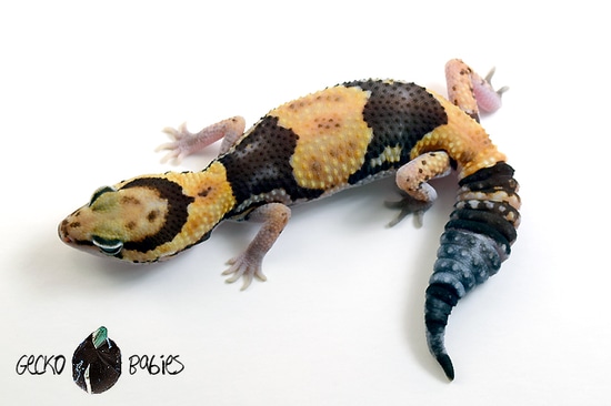 Normal 100% Double Het Ghost X Patternless African Fat-Tailed Gecko by ...
