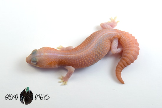 Striped Patternless Albino (Amel) 50% Double Het Oreo X Zulu African ...