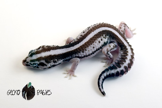 Striped Oreo Patternless 66% Triple Het Caramel X Ghost X Zulu African ...