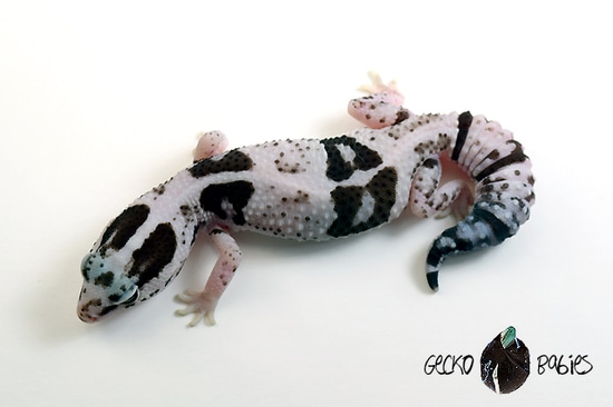 Striped White Out Oreo 100% Double Het Ghost X Zulu African Fat-Tailed ...