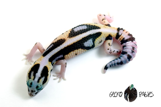White Out Zero 100% Triple Het Ghost X Oreo X Patternless African Fat ...