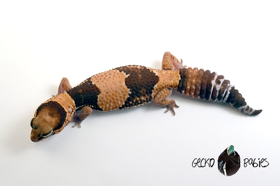 Normal *RETIRED BREEDER* African Fat-Tailed Gecko by Gecko Babies