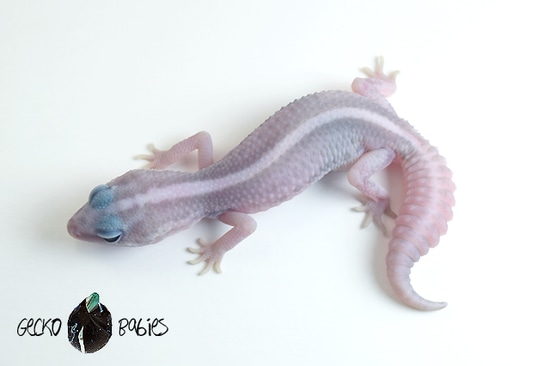 50% OFF SALE! Striped Ghost Oreo Patternless African Fat-Tailed Gecko ...
