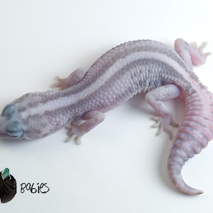 Gecko Babies - MorphMarket