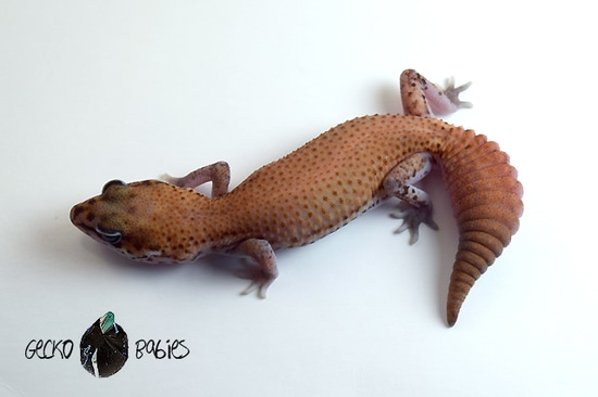 50% OFF SALE! Patternless 66% Double Het Albino (Amel) X Oreo African ...