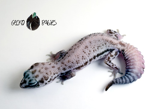 Oreo Patternless 50% Het Triple Het Caramel X Ghost X Zulu African Fat ...