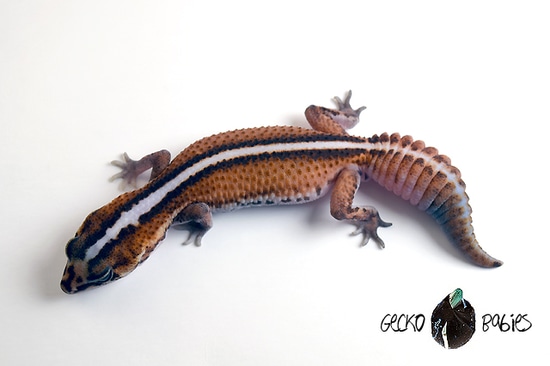 SALE! Striped Patternless 66% Double Het Albino (Amel) X Oreo African ...