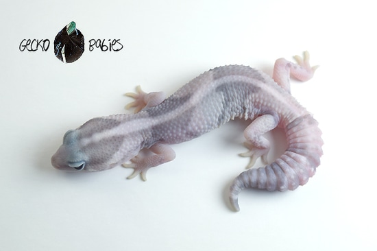 Striped Ghost Oreo 100% Het Zulu African Fat-Tailed Gecko by Gecko Babies