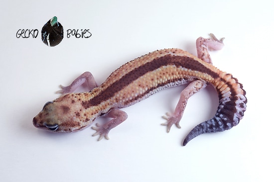 Zulu 66% Het Caramel X Ghost X Oreo X Patternless African Fat-Tailed ...