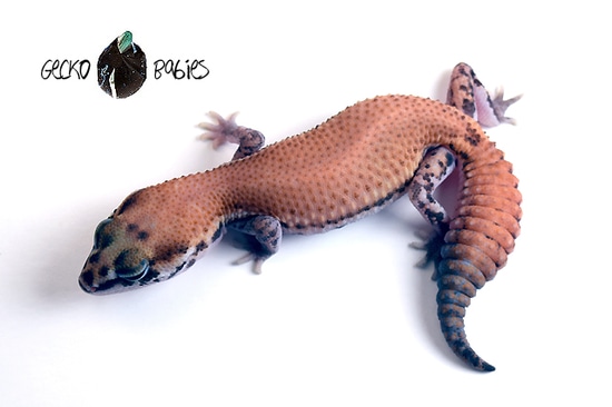 Patternless 66% Het Caramel X Ghost X Oreo X Zulu African Fat-Tailed ...