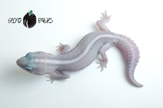 Striped Ghost Oreo Patternless African Fat-Tailed Gecko by Gecko Babies