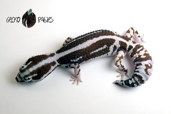 White Out Zero 100% Triple Het Ghost X Oreo X Patternless *PROVEN ...