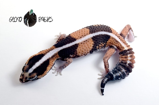 Striped Normal 100% Double Het Ghost X Patternless African Fat-Tailed ...