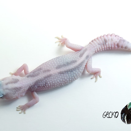 Gecko Babies - MorphMarket
