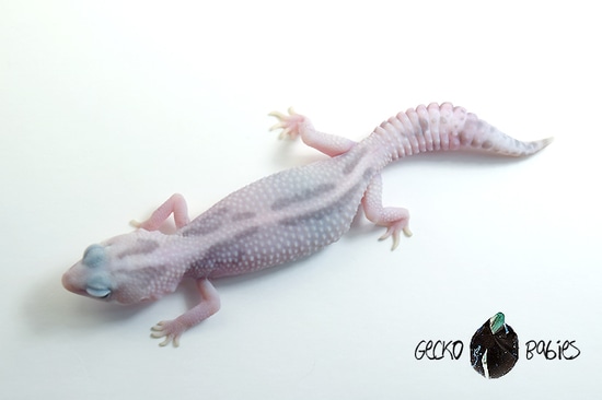 Ghost Oreo Zulu Possible White Out *TAIL KINK* African Fat-Tailed Gecko ...