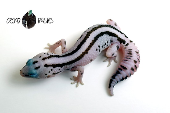 50% OFF SALE! Striped White Out Oreo Patternless 100% Het Ghost African ...