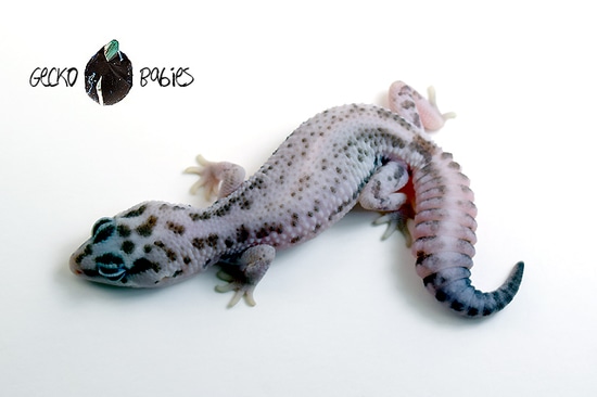 SALE! Oreo Patternless 100% Het Ghost African Fat-Tailed Gecko by Gecko ...