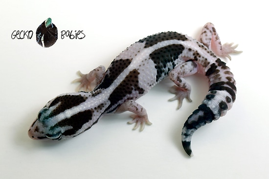 Striped Oreo 50% Het Caramel X Ghost X Patternless X Zulu African Fat ...