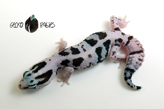Striped White Out Oreo 100% Double Het Ghost X Zulu African Fat-Tailed ...