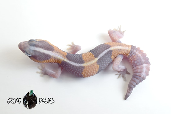 50% OFF SALE! Striped Ghost African Fat-Tailed Gecko by Gecko Babies