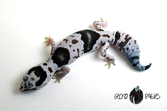 White Out Oreo 100% Double Het Caramel X Zulu African Fat-Tailed Gecko ...