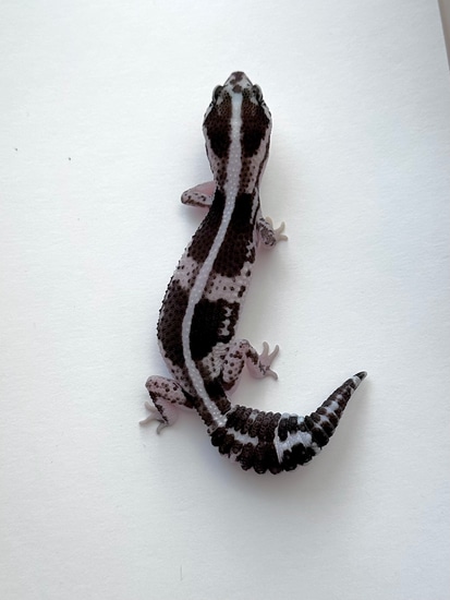 Striped Oreo 100% Double Het Ghost X Zulu African Fat-Tailed Gecko by ...