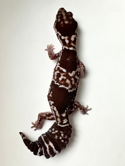 Normal *RETIRED BREEDER-8 YRS OLD African Fat-Tailed Gecko by Gecko Babies