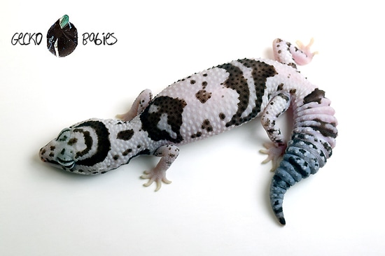 SALE! White Out Oreo 100% Double Het Ghost X Zulu African Fat-Tailed ...
