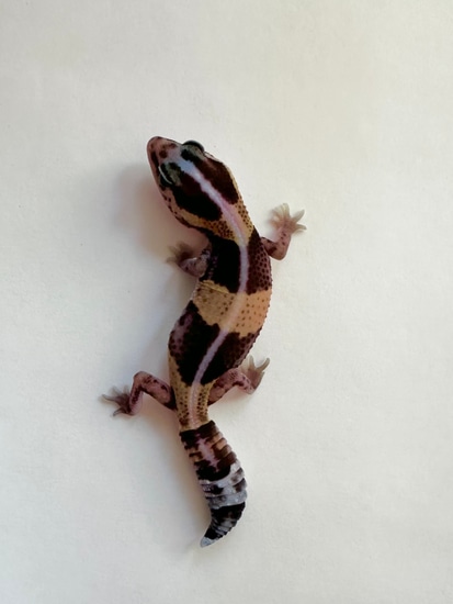 Striped Normal 100 % Double Het Ghost X Pattermless *SHORT TAIL ...