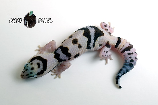 SALE! White Out 50% Het Caramel X Ghost X Oreo X Patternless X Zulu ...