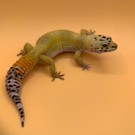 SHTCT Leopard Gecko by Noble Family Fauna