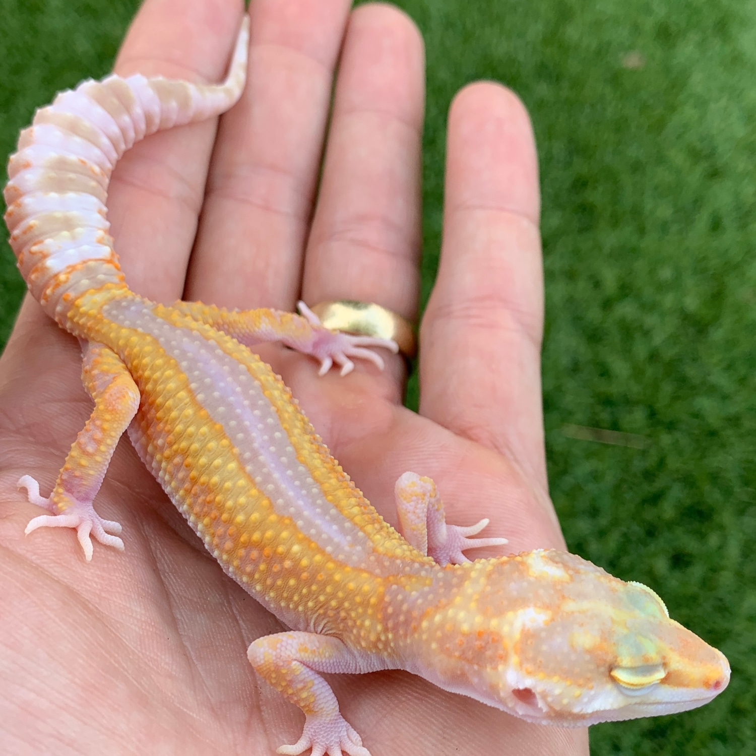 WY Tang Reverse Stripe Tremper 66% Het Raptor Leopard Gecko by Noble ...