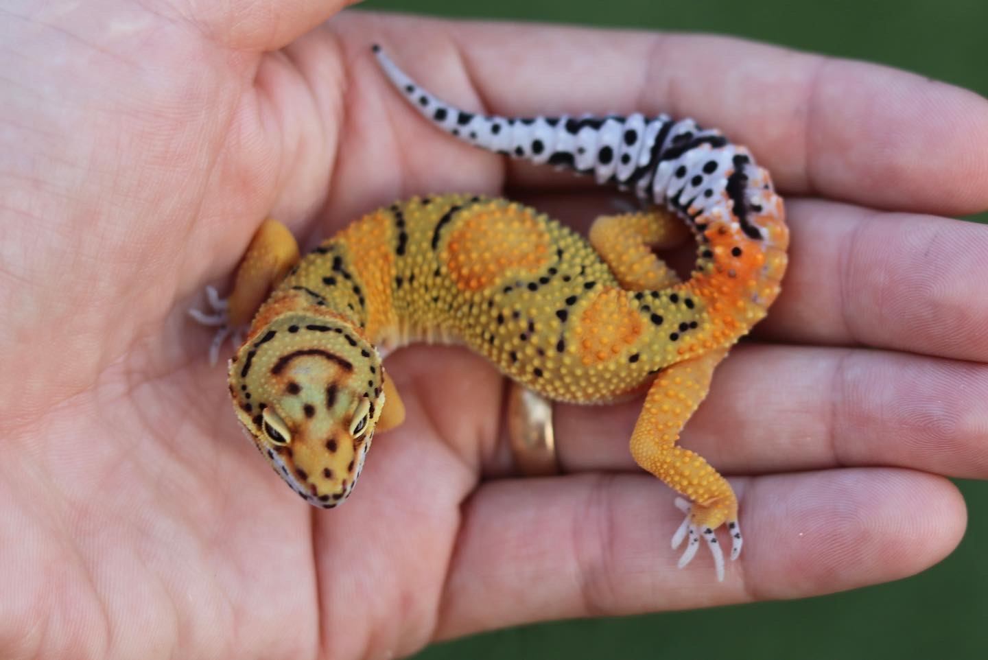 Pos Het Rainwater/wildtype Outcross Leopard Gecko by Noble Family ...