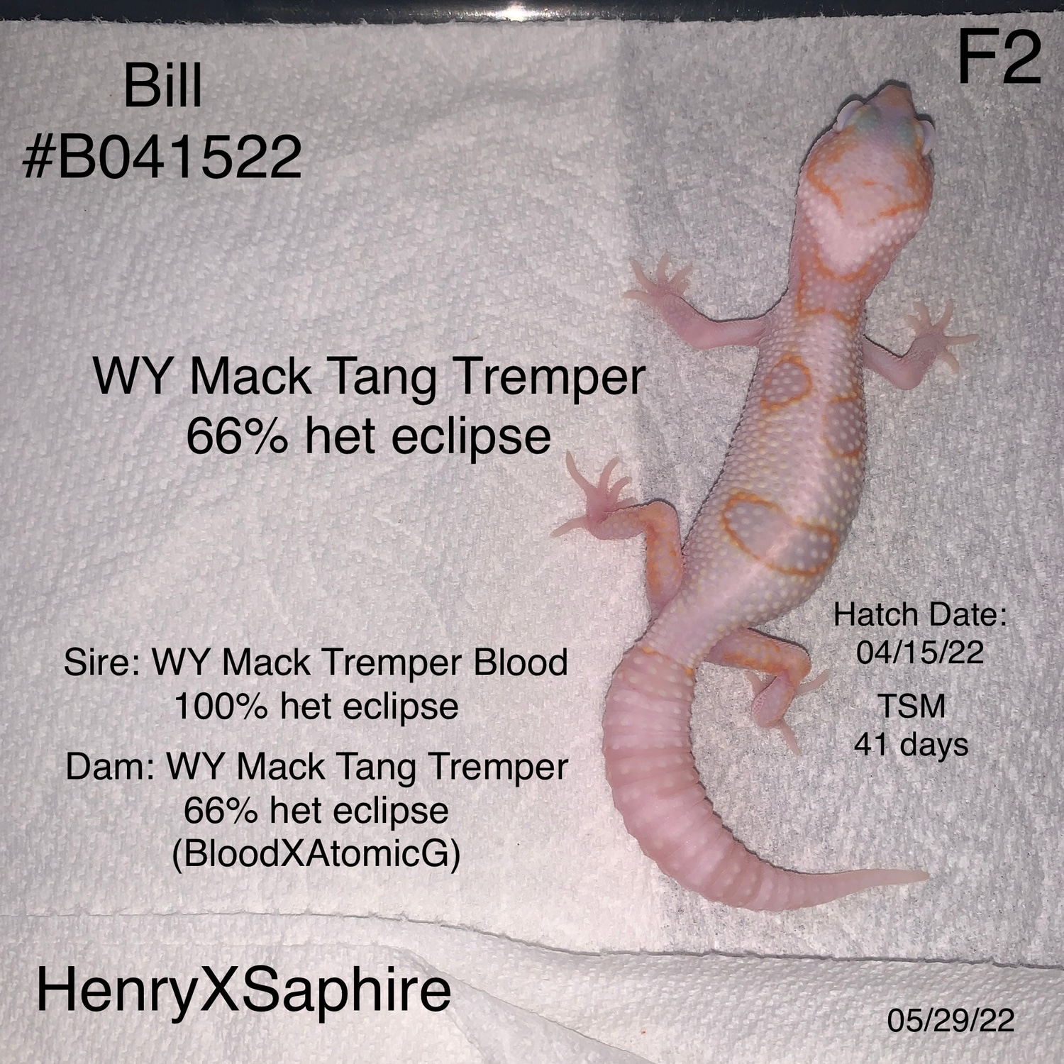 White & Yellow Mack Snow Tremper 66% Eclipse Leopard Gecko by Noble ...