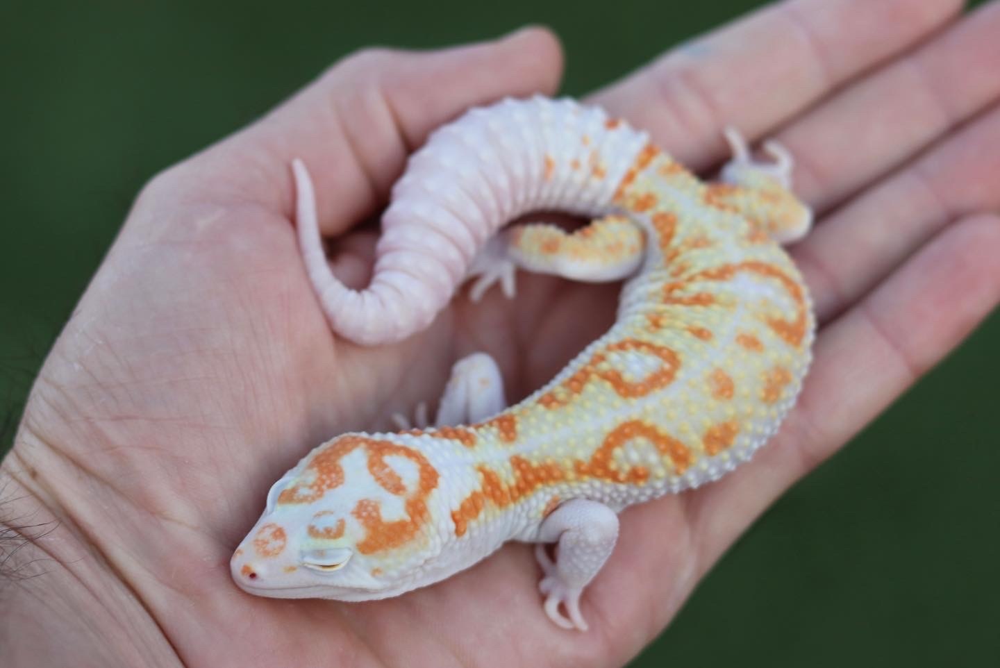White & Yellow Mack Snow Tremper 66% Eclipse Leopard Gecko by Noble ...