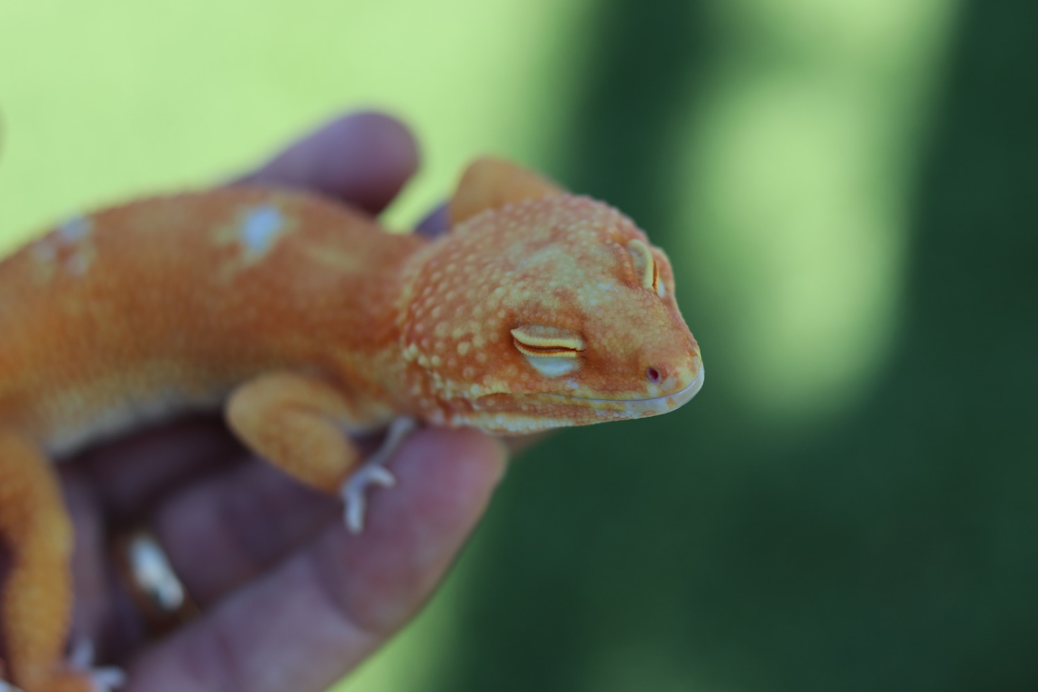 Sunglow Het Eclipse Leopard Gecko by Noble Family Geckos - MorphMarket